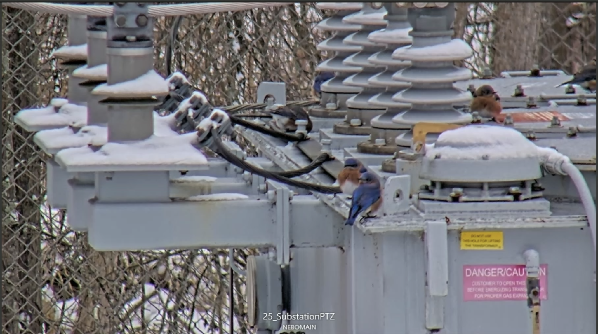 Substation Wildlife Mitigation Solutions | SubProTech